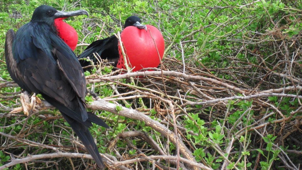 10 animaux pittoresques d'Equateur en photos - Equateur Info - Le Media ...